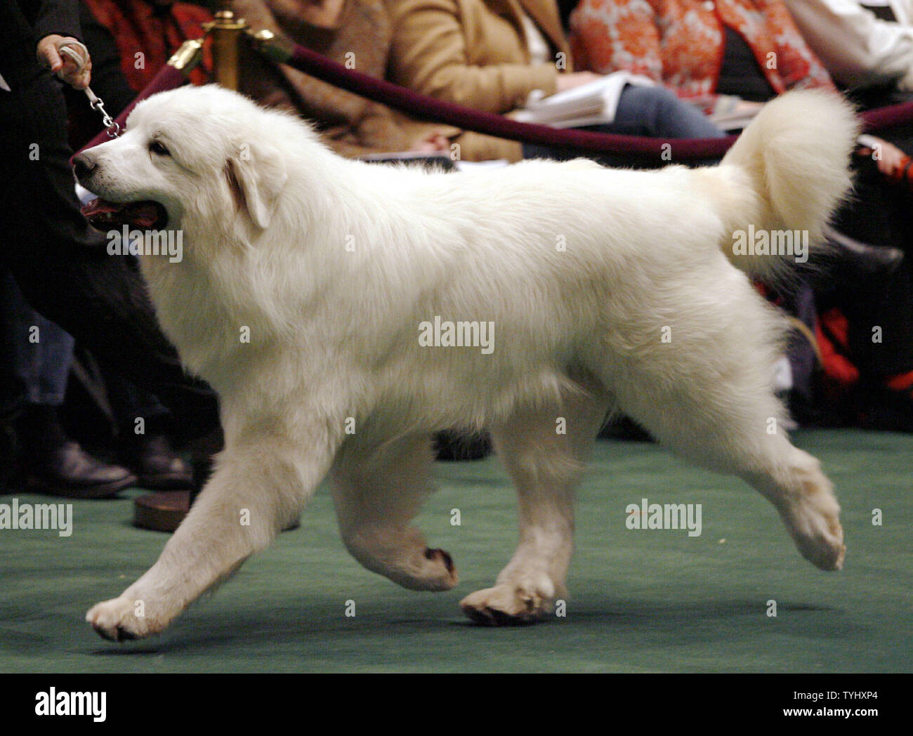 Westminster dog show at madison square garden hi-res stock photography ...