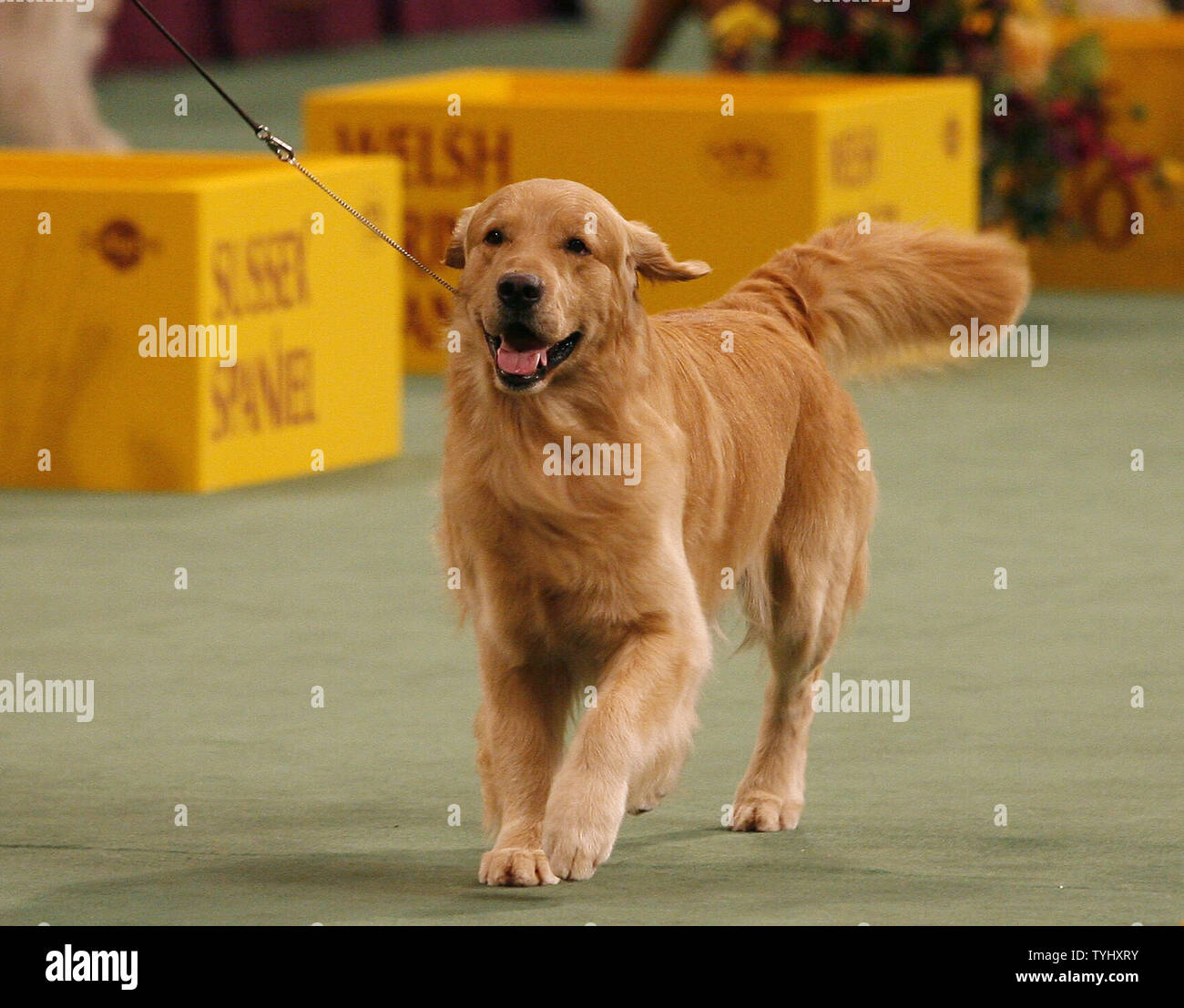 The Golden Retriever does a lap during the best of group competitions ...