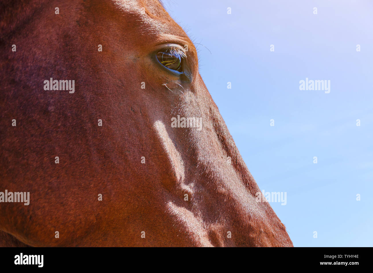 Eye of the horse red color close up Stock Photo - Alamy