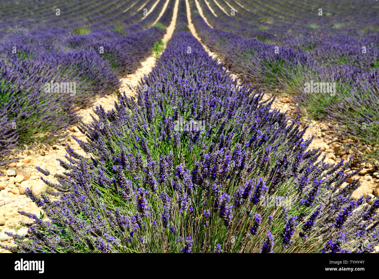 Lavender flowers field rows hi-res stock photography and images - Alamy