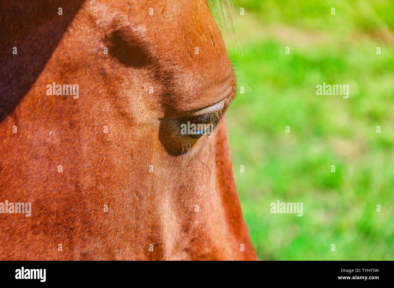 Eye of the horse red color close up Stock Photo - Alamy