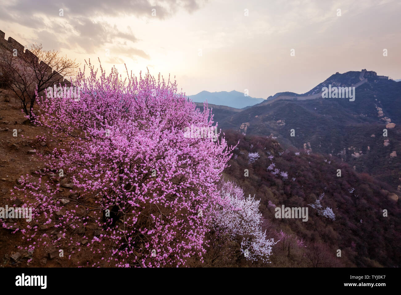 Great Wall peach blossom Stock Photo - Alamy