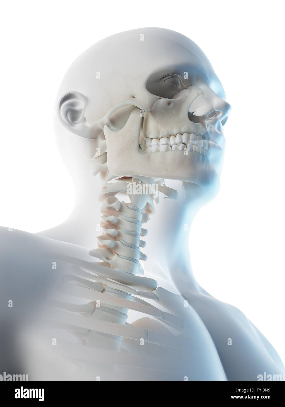 3d rendered illustration of a mans skeletal head and neck Stock Photo ...