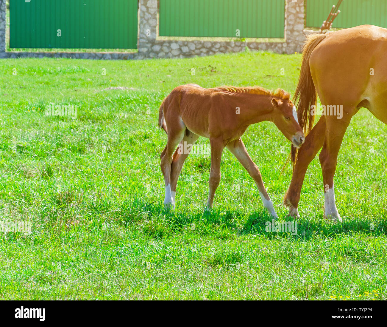 Red on greenfield hi-res stock photography and images - Alamy