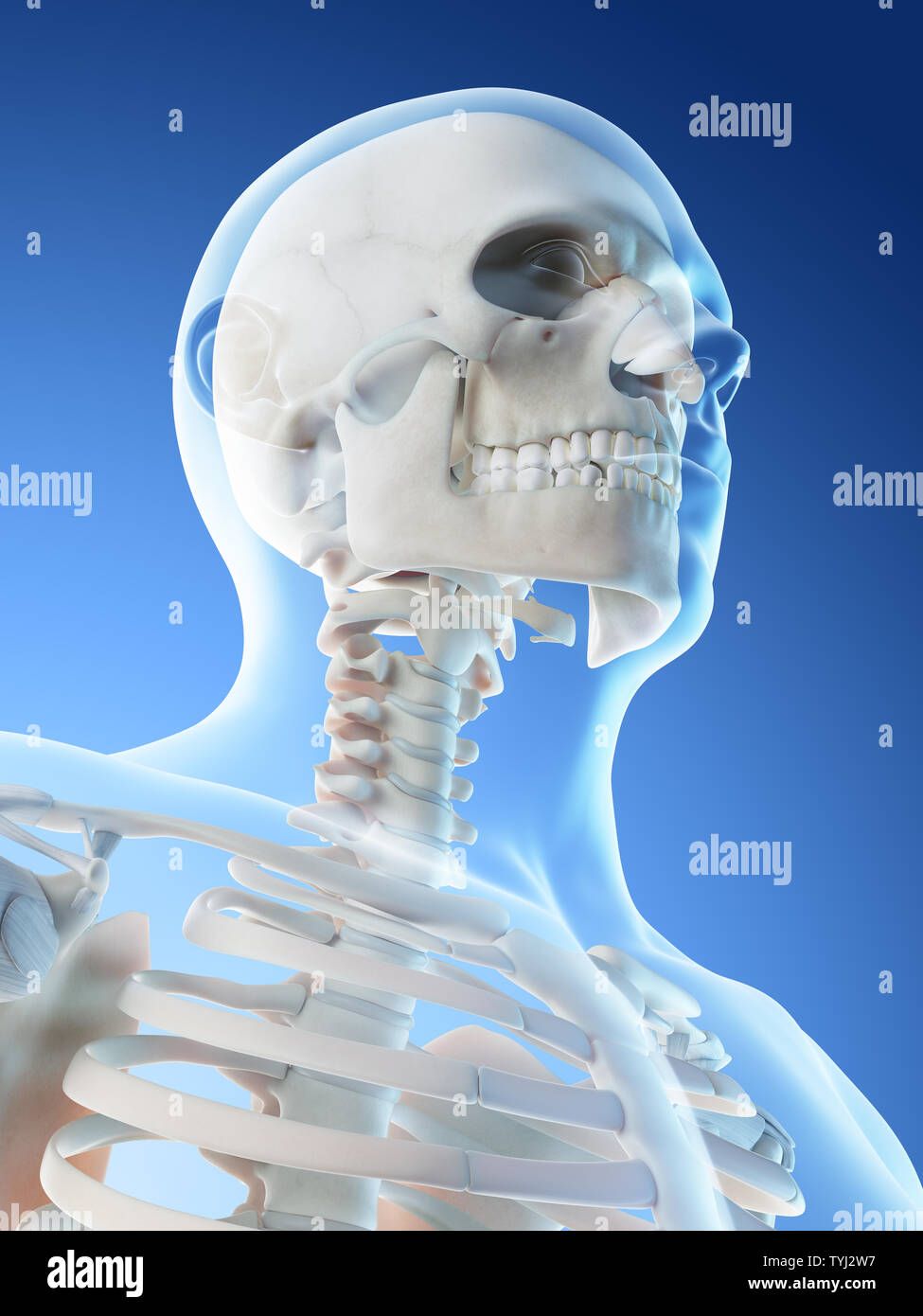3d rendered illustration of a mans skeletal head and neck Stock Photo ...