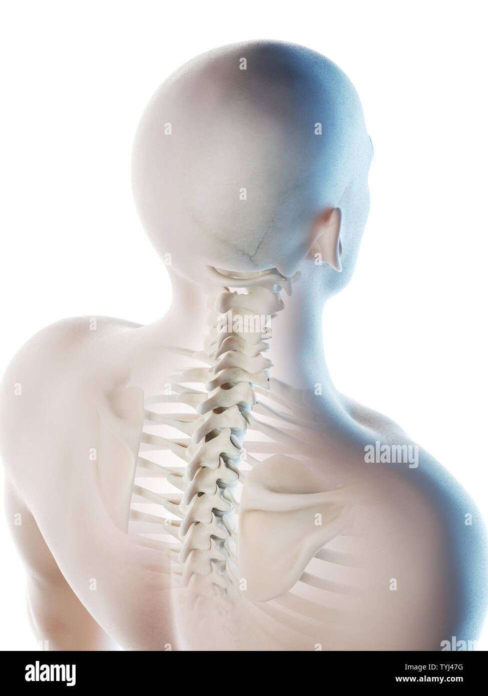 3d rendered illustration of a mans skeletal neck Stock Photo - Alamy