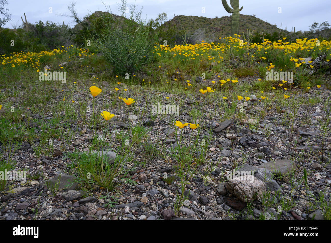 Mexican Gold poppies, Sonoran Desert National Monument, Arizona, USA ...