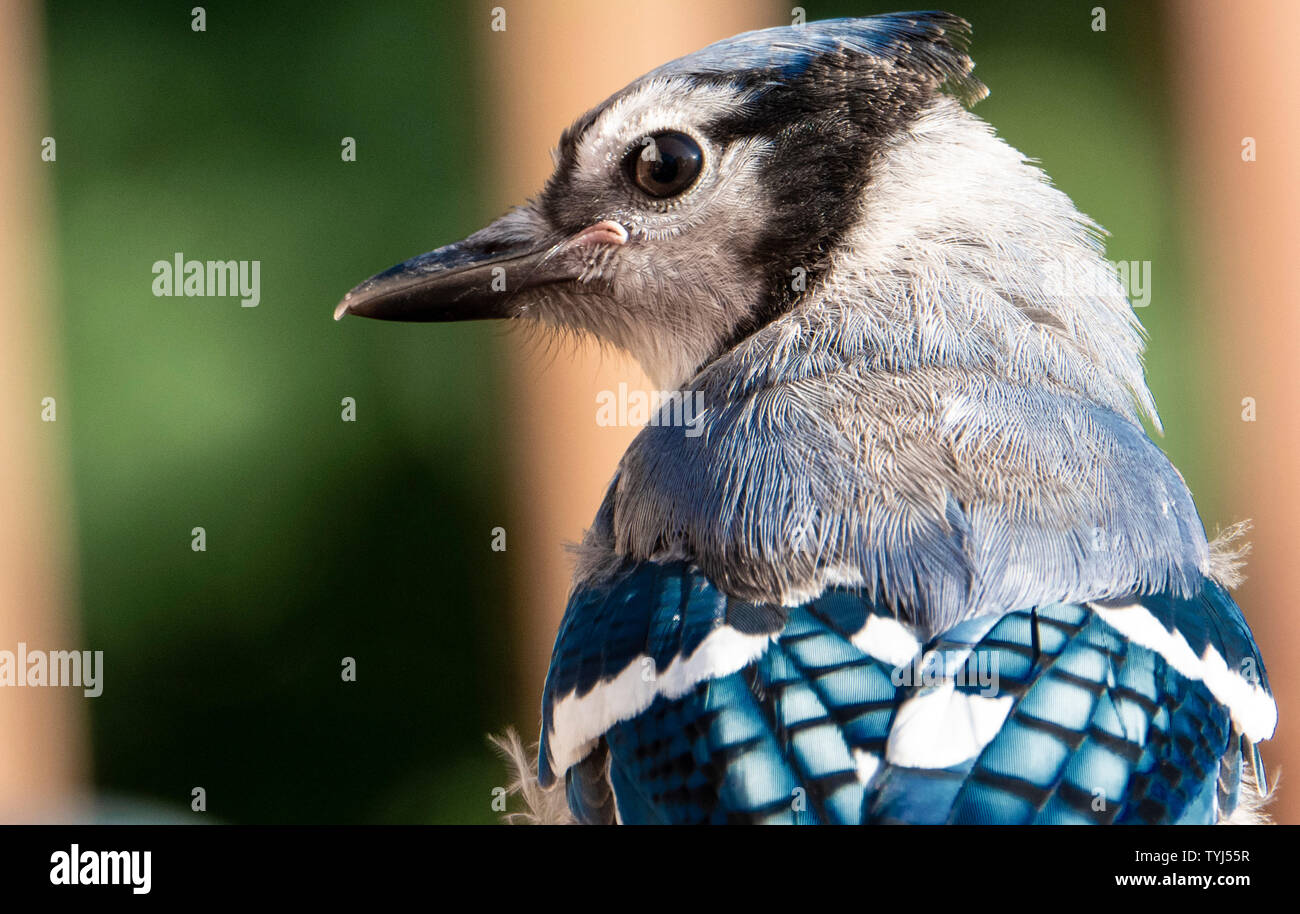 Portrait in blue Stock Photo - Alamy
