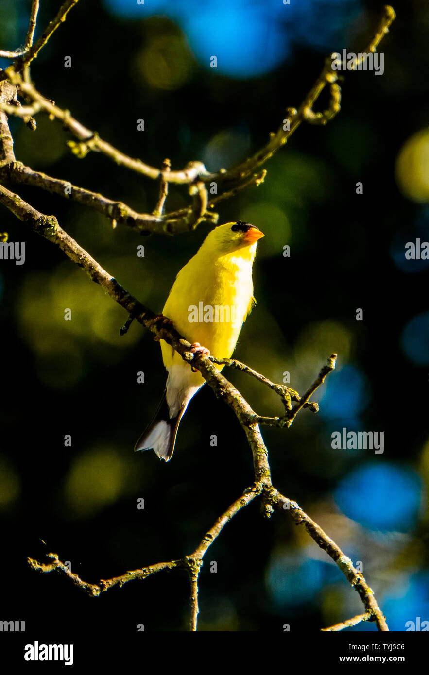 High in the tree Stock Photo - Alamy