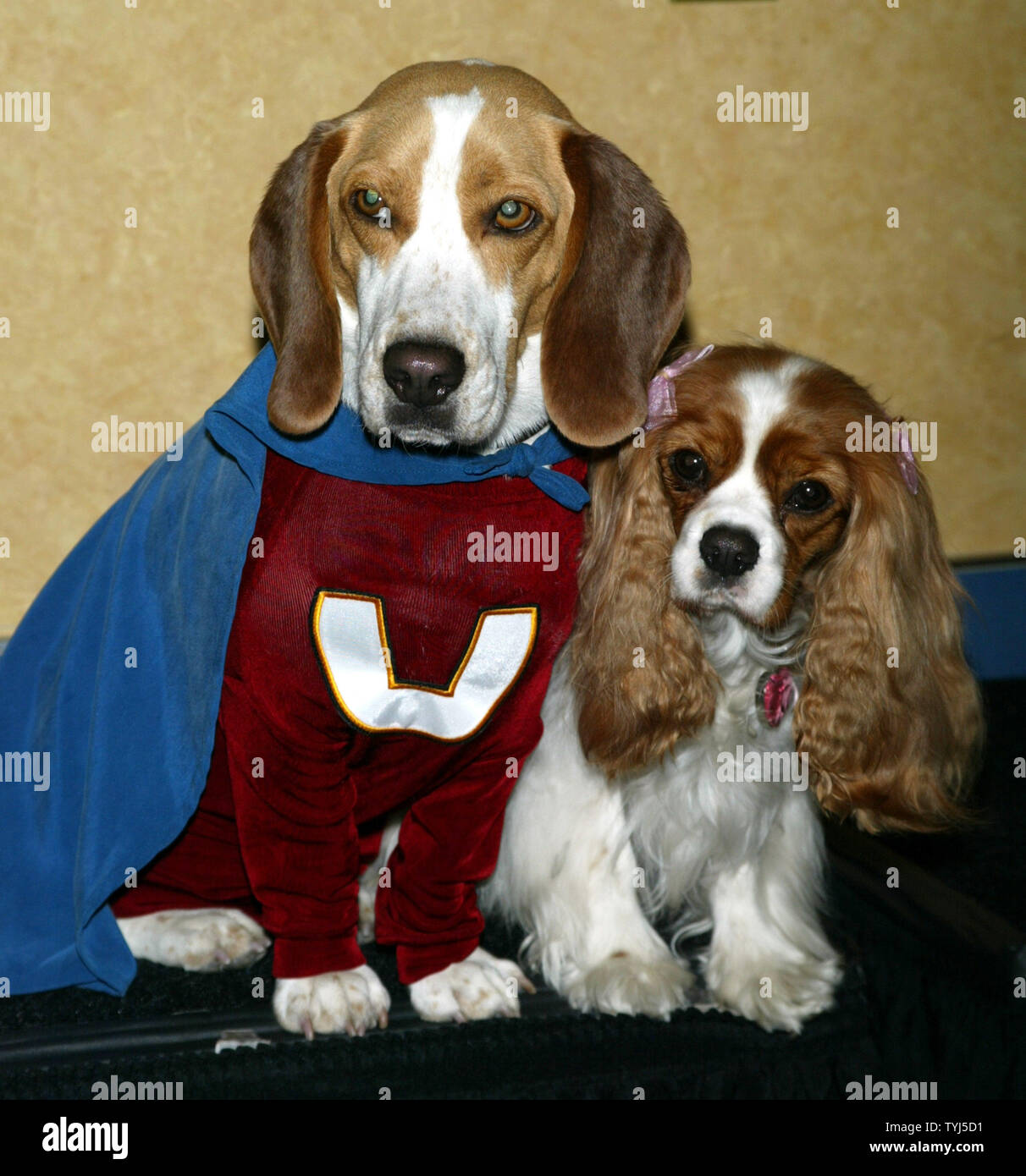 Underdog and "Sweet" Polly Purebread arrive for the premiere of their ...