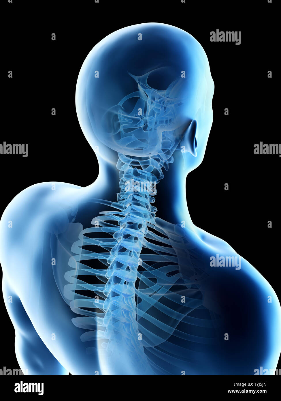 3d rendered illustration of a mans skeletal neck Stock Photo - Alamy
