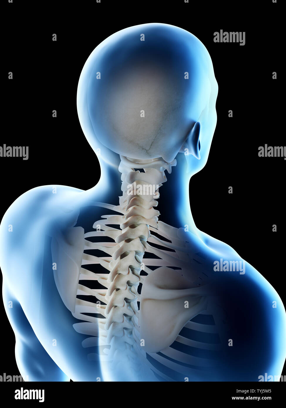 3d rendered illustration of a mans skeletal neck Stock Photo - Alamy