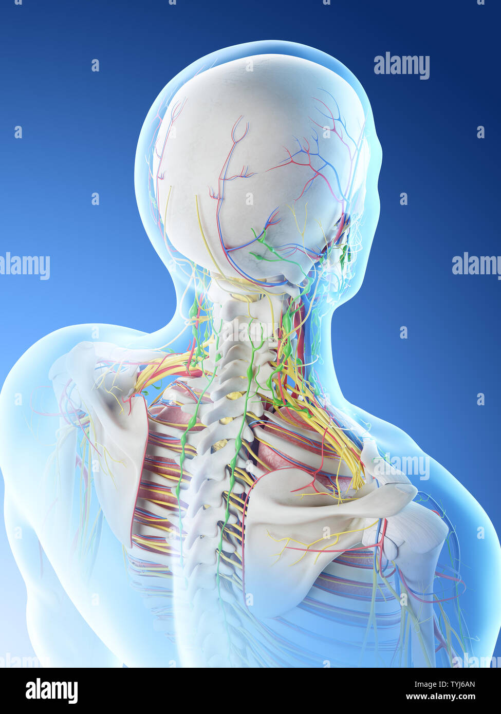 3d rendered illustration of a mans anatomy of the head and neck Stock ...