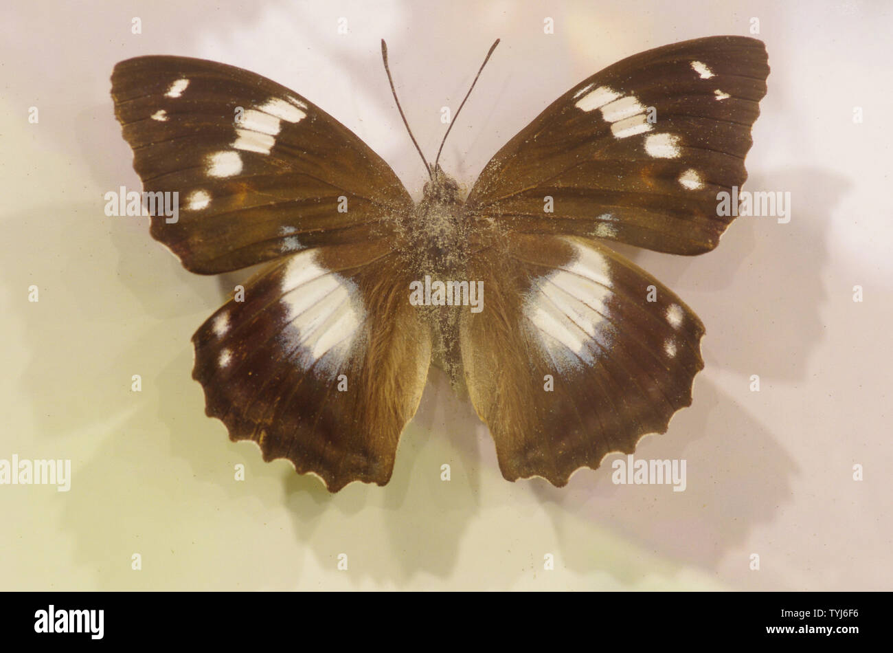 A specimen of butterflies Stock Photo - Alamy