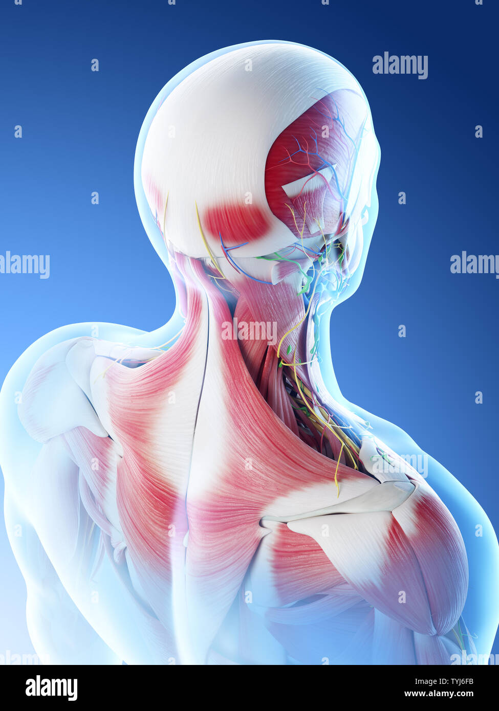 Back of mans head hi-res stock photography and images - Alamy