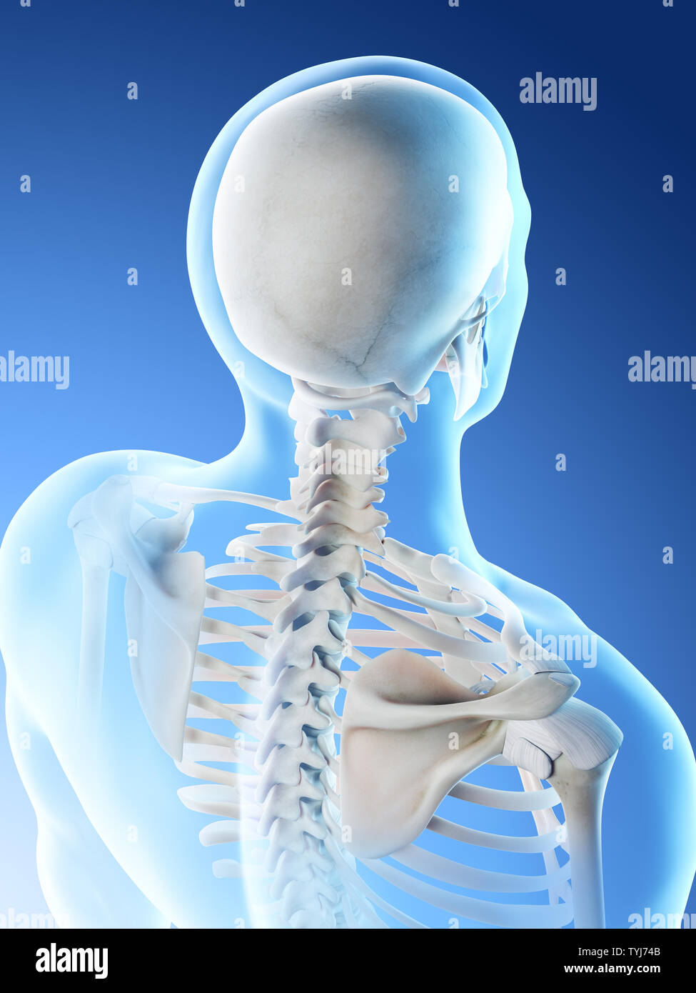 3d rendered illustration of a mans skeletal neck Stock Photo - Alamy