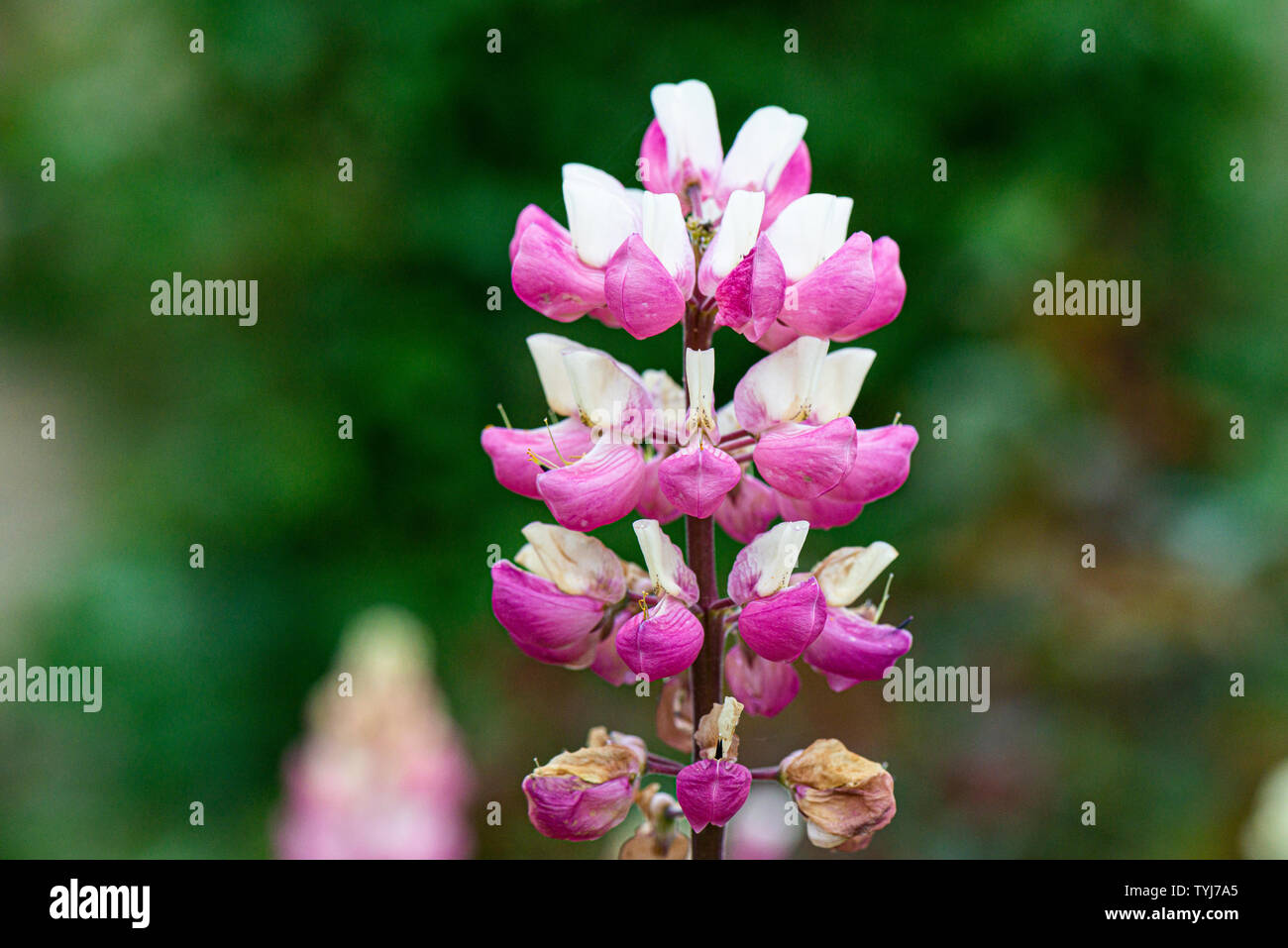 The flowers of a pink and white lupin (Lupinus Stock Photo - Alamy