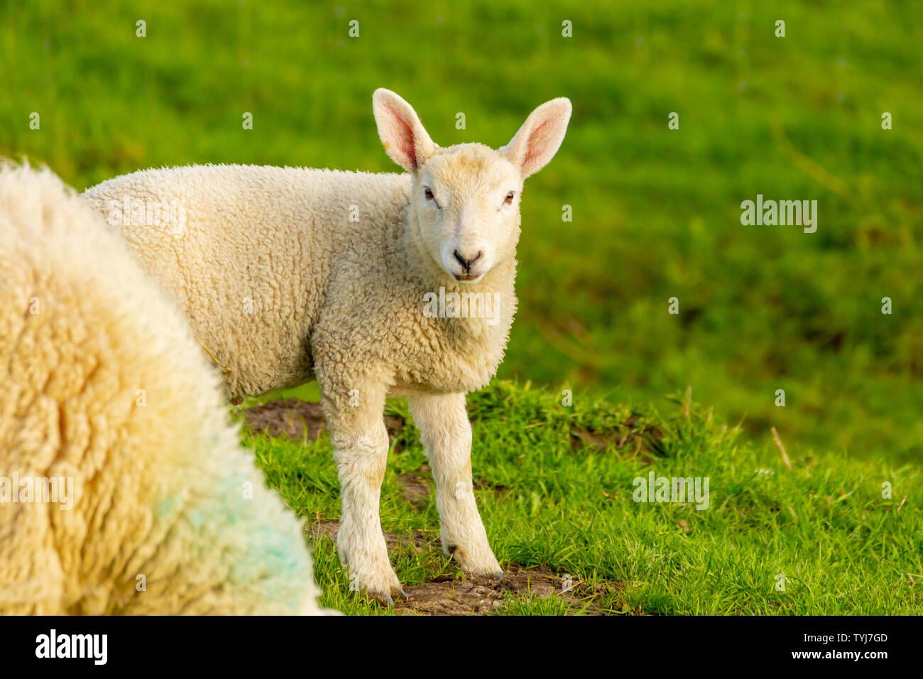 A standing lamb looks directly into the camera Stock Photo - Alamy