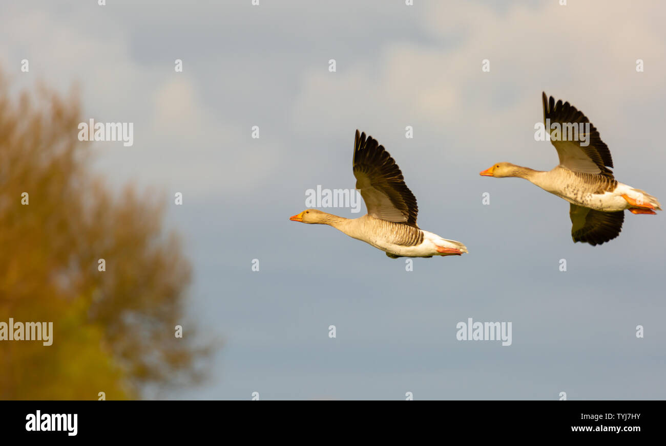 Two flying geese hi-res stock photography and images - Alamy