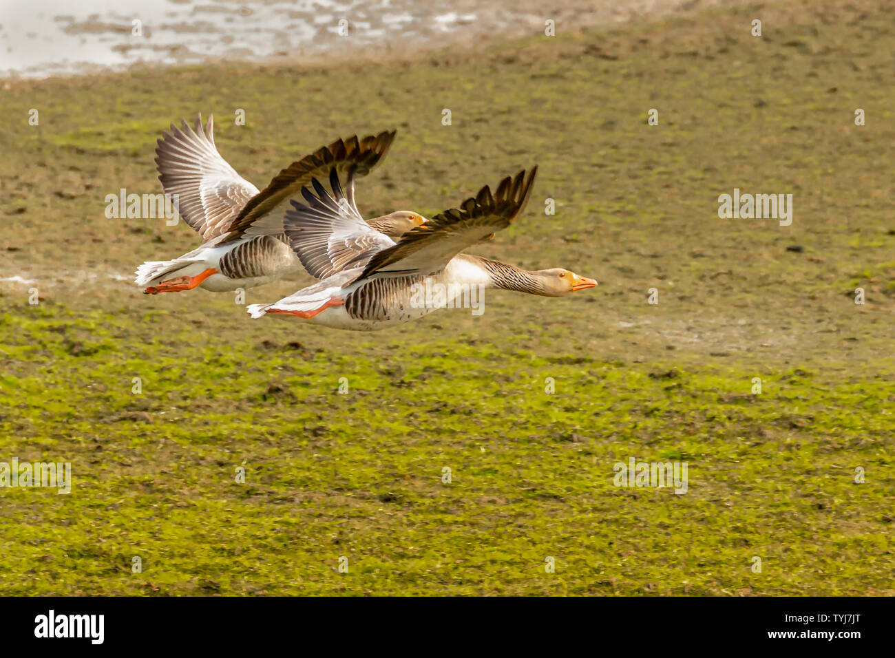 Two gray goose hi-res stock photography and images - Alamy
