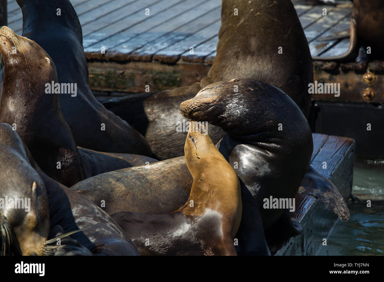 Two armored animals hi-res stock photography and images - Alamy
