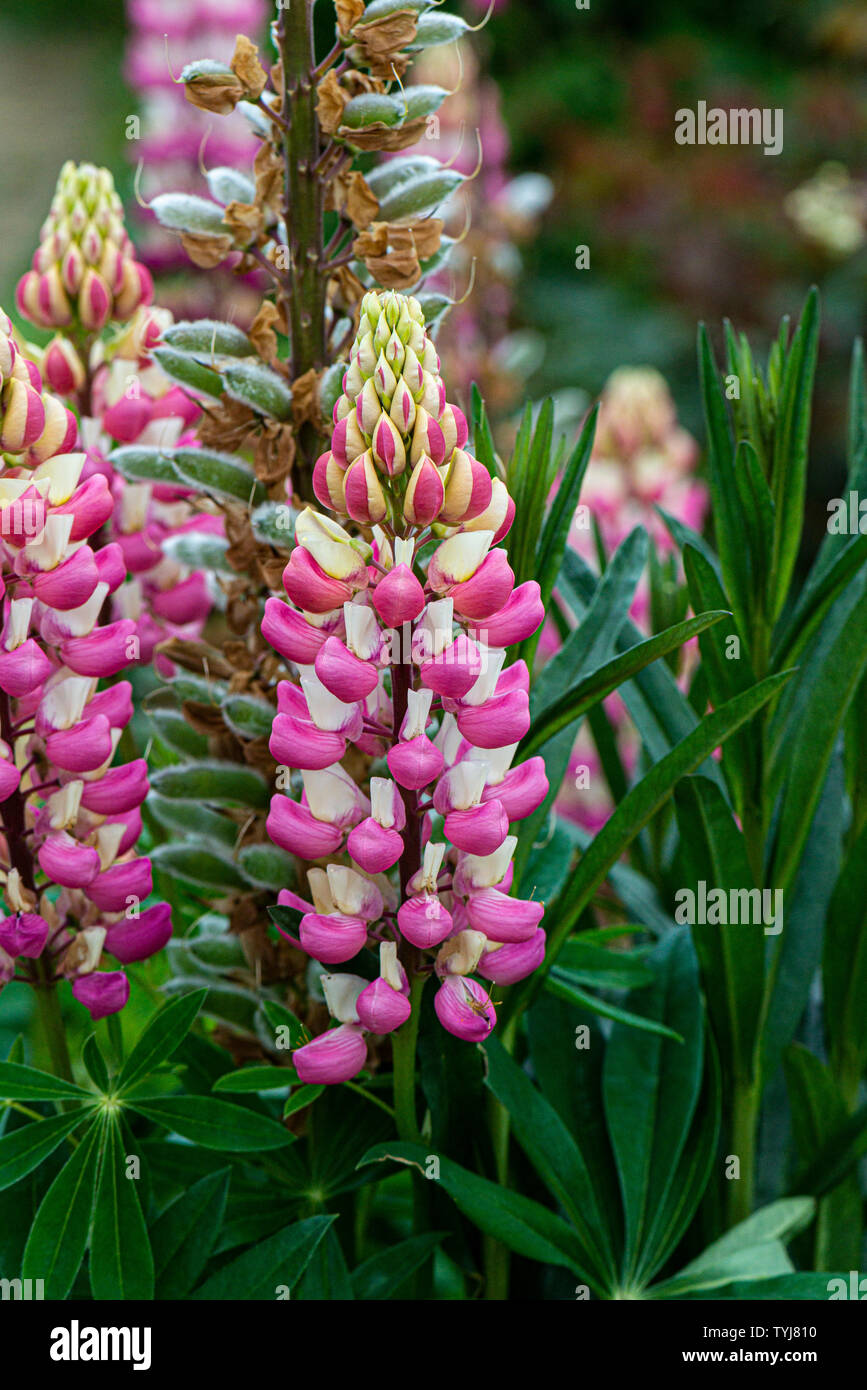 White Lupin High Resolution Stock Photography and Images - Alamy