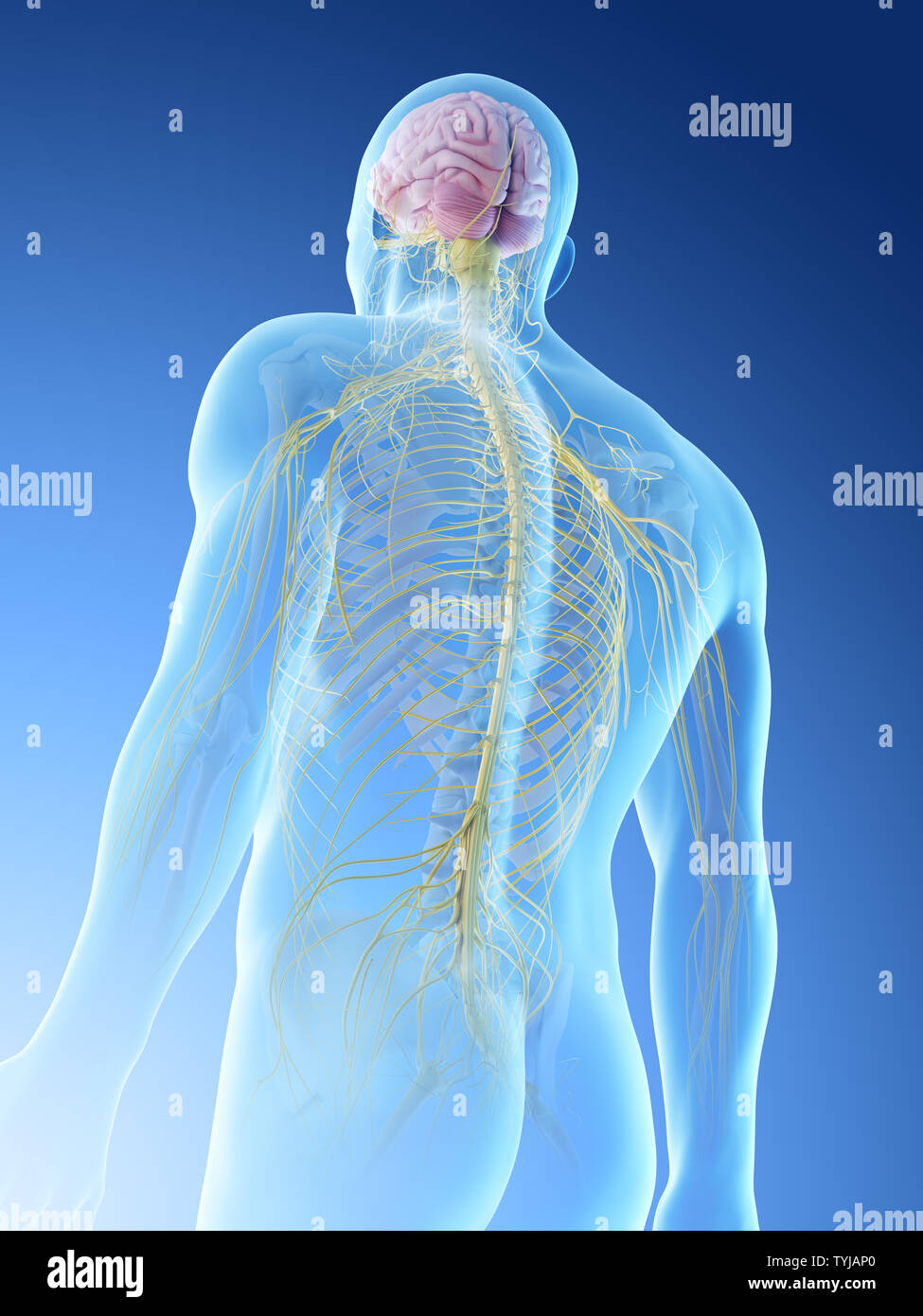 Nerves Of The Human Body Real