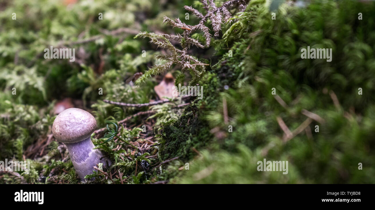 Padure verde hi-res stock photography and images - Alamy