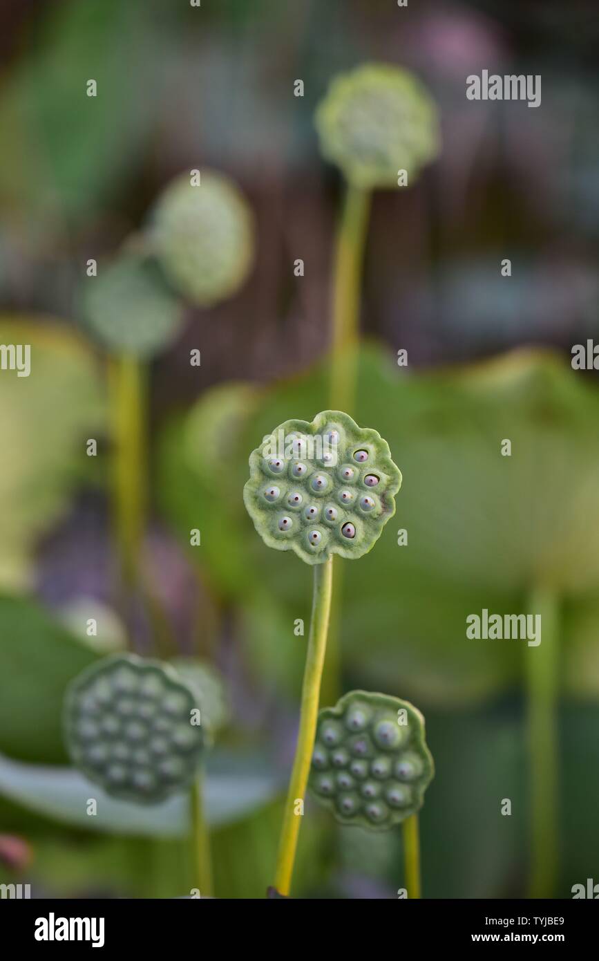 Fruit of lotus flower hi-res stock photography and images - Alamy
