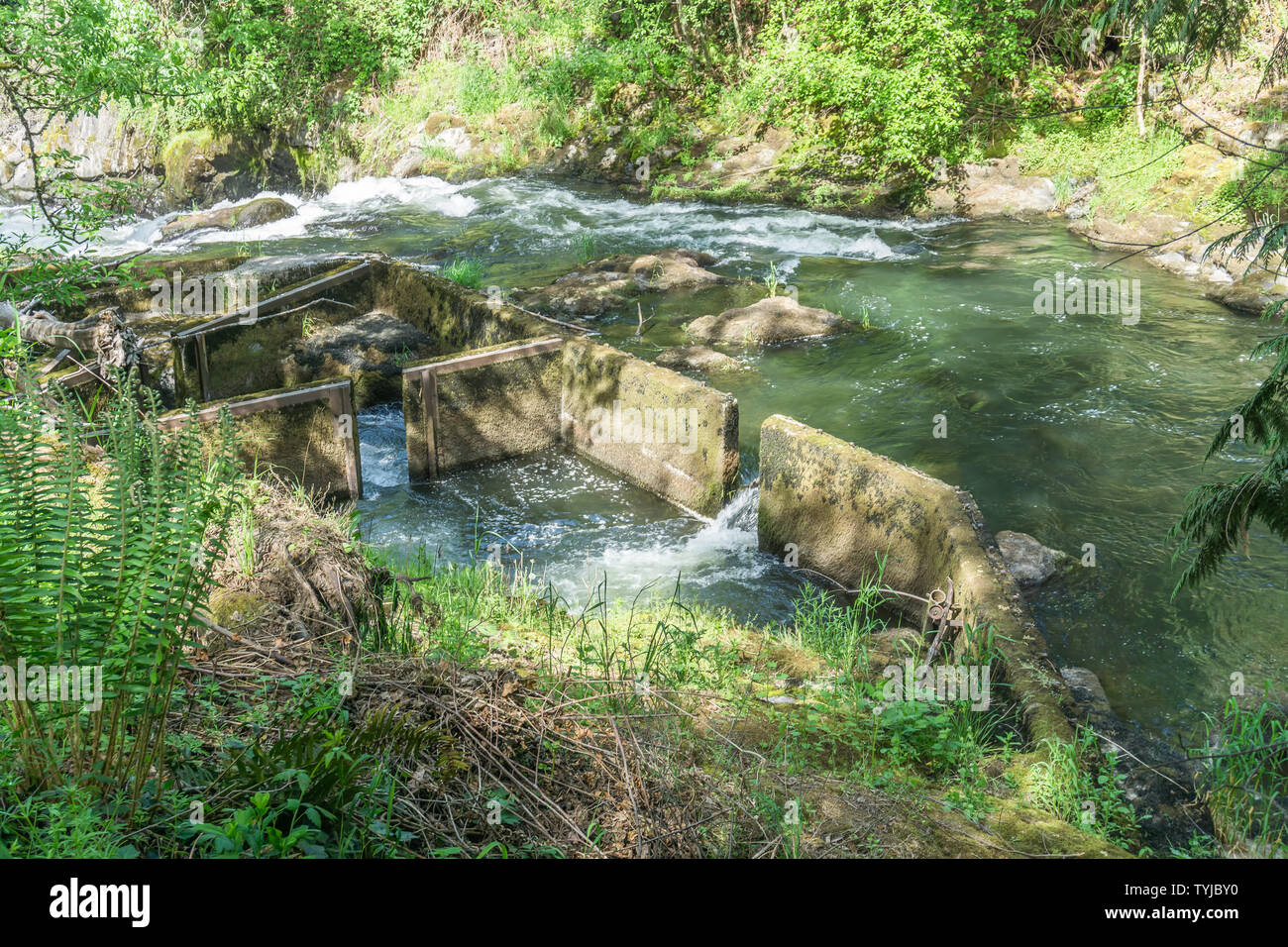 A view of a fish ladder downstream from Tumwater Falls in Washington ...