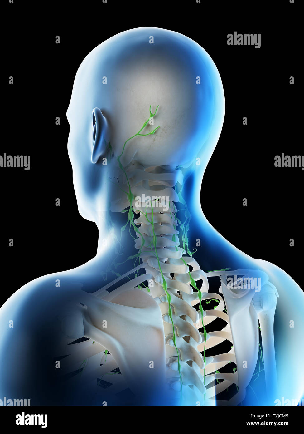 Lymphatic system of neck and head hi-res stock photography and images ...