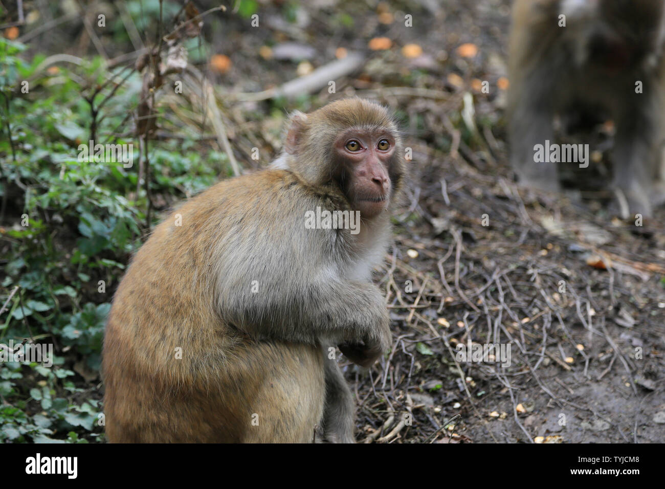 The goofy monkey Stock Photo - Alamy