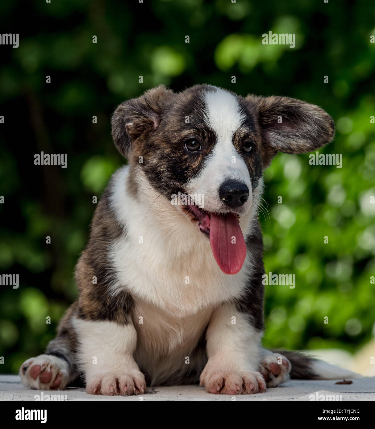 Beautiful brown young corgi dog playing in the green grass, sunny Stock ...