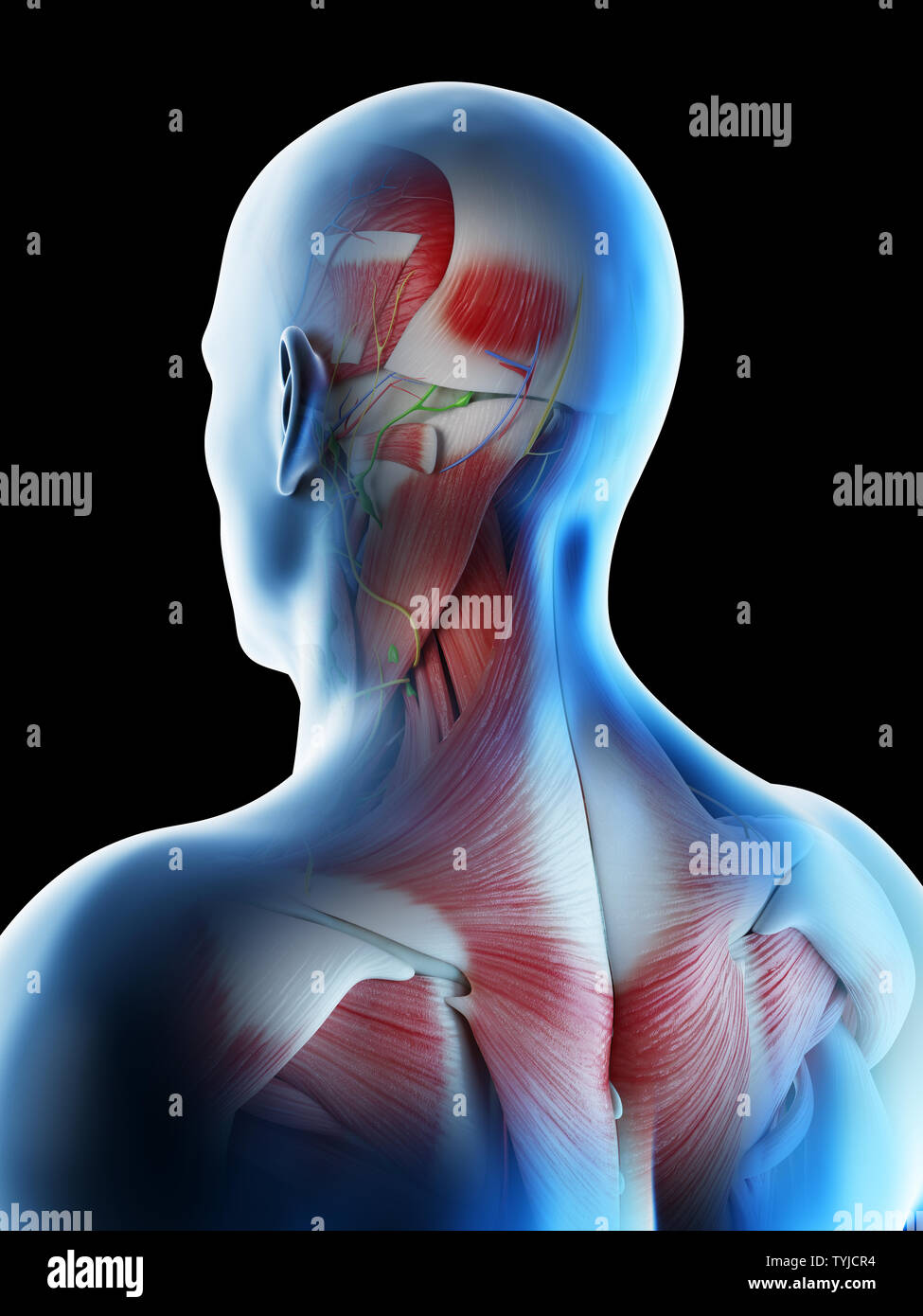 3d rendered illustration of a man muscular anatomy of the head and neck ...
