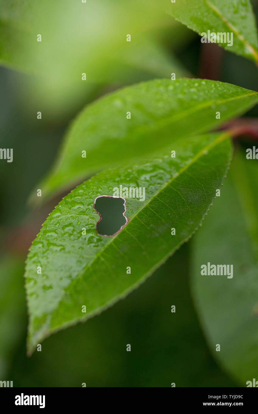 Bitten by insects hi-res stock photography and images - Alamy