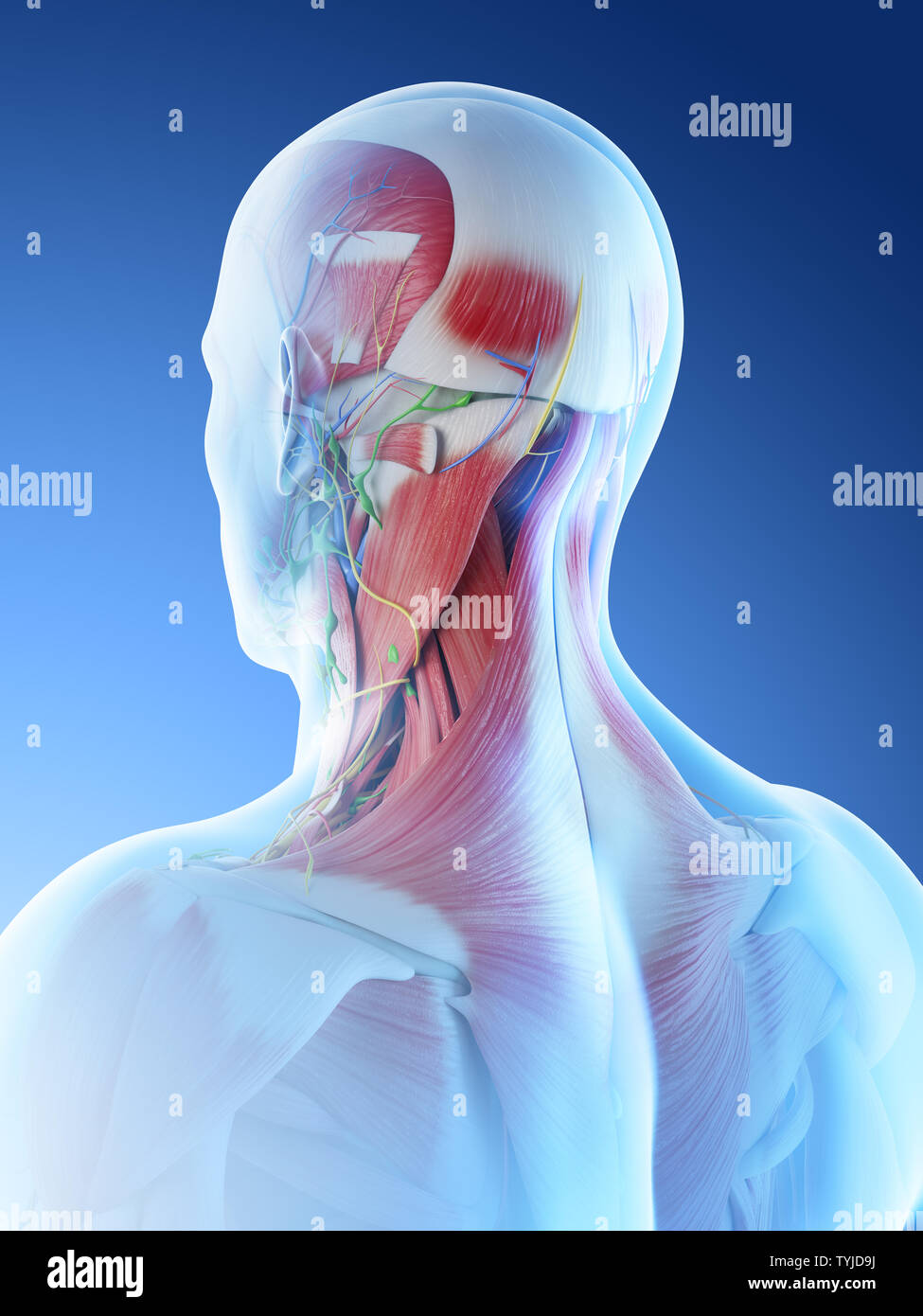 3d rendered illustration of a mans muscular anatomy of the head and ...