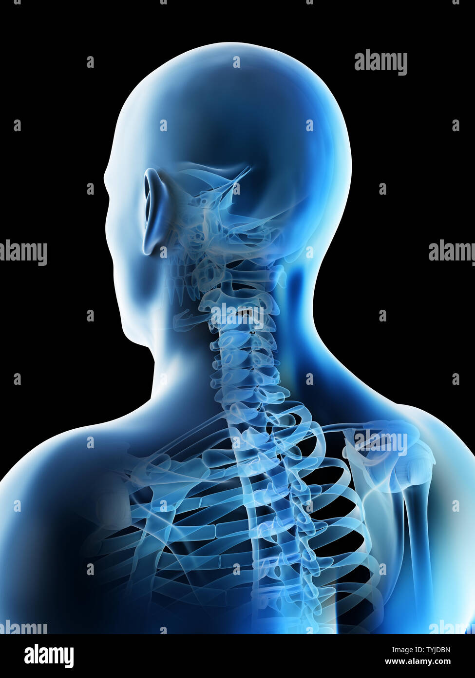 3d rendered illustration of a mans skeletal anatomy of the head and ...
