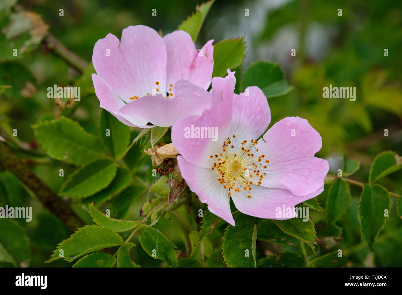 Dog Rose (Rosa Canina Stock Photo - Alamy