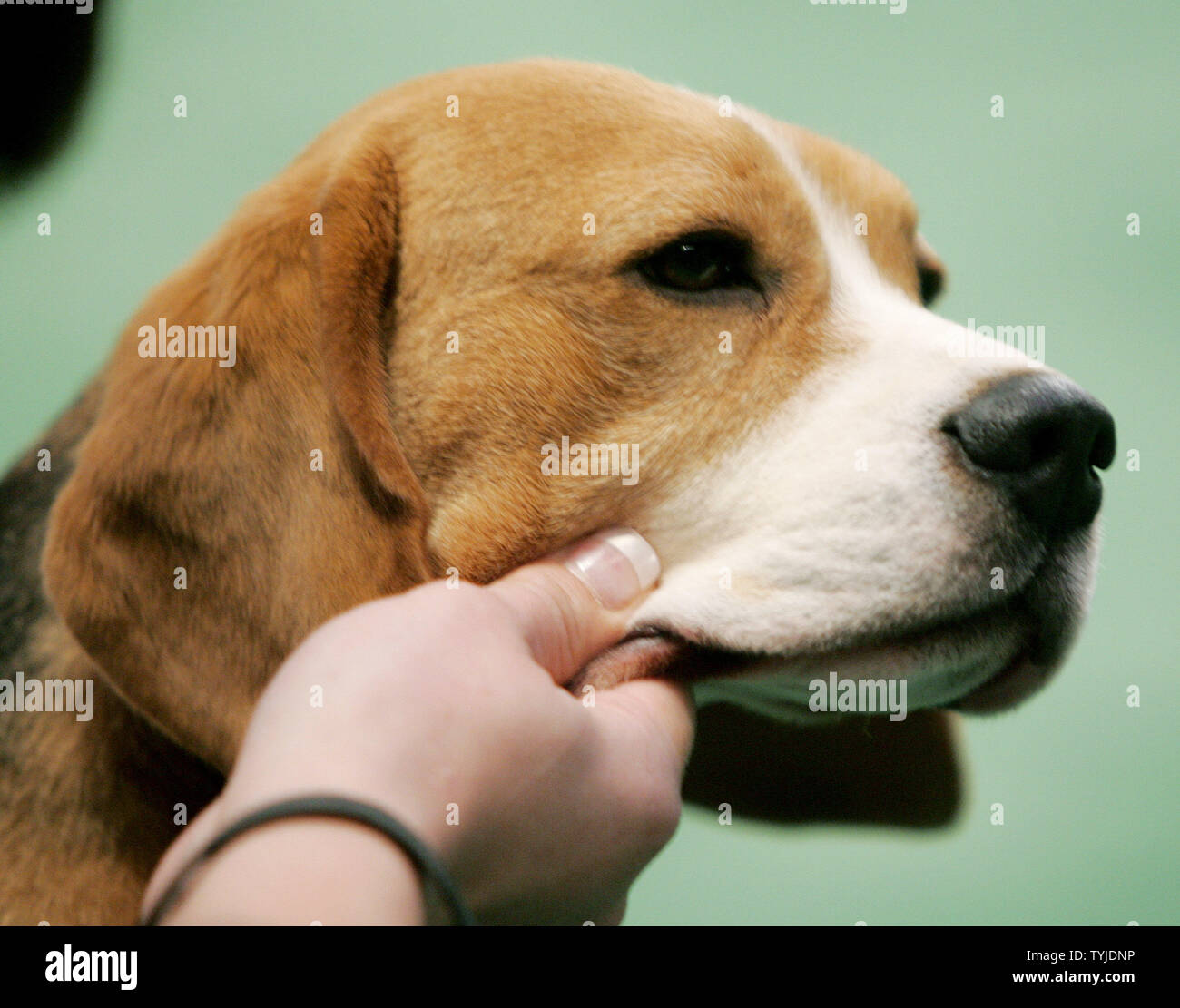 A 13" Beagle's head is held in place as a judge inspects the hound ...