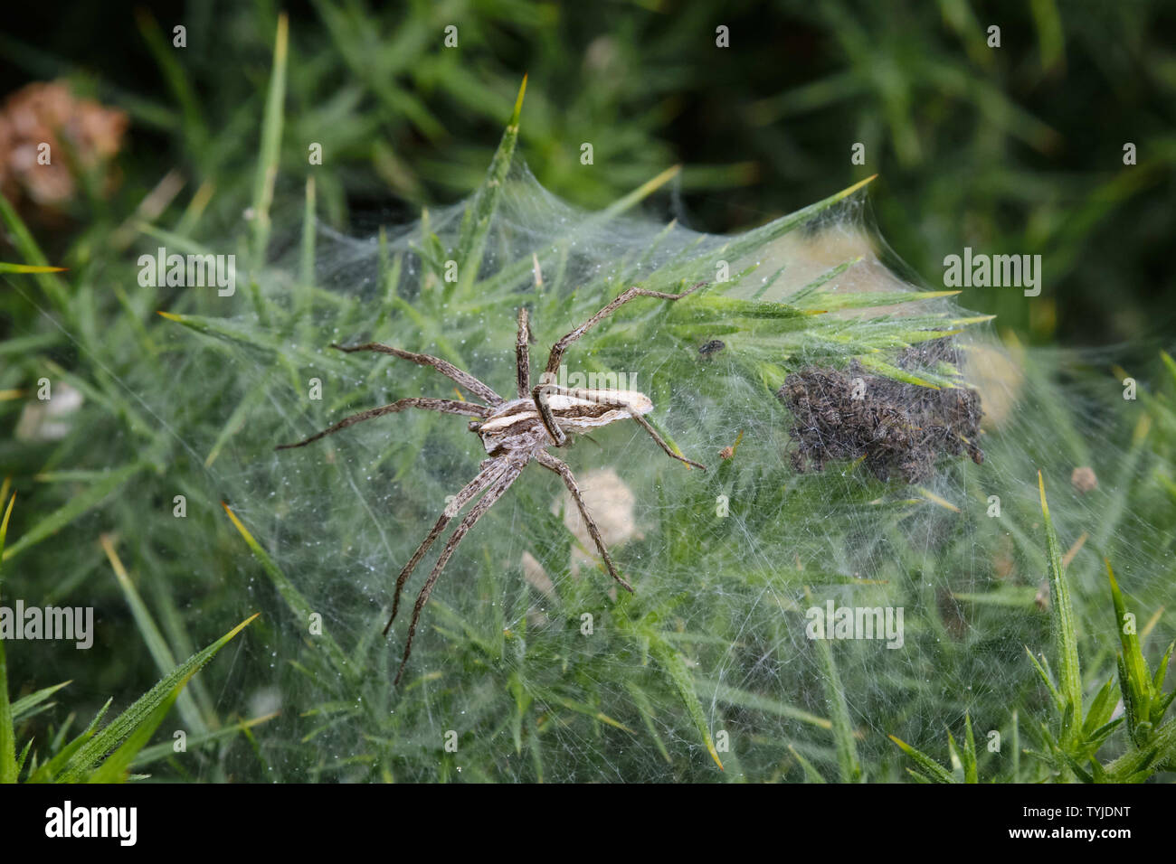 Female Nursery Web Spider (Pisaura Mirabilis) Guarding Her Spiderlings ...