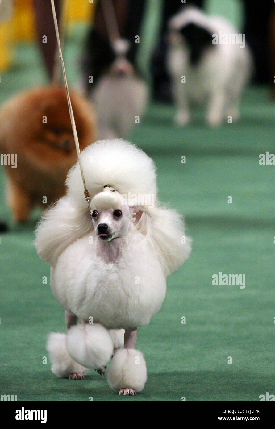 What Dogs Are In The Toy Group