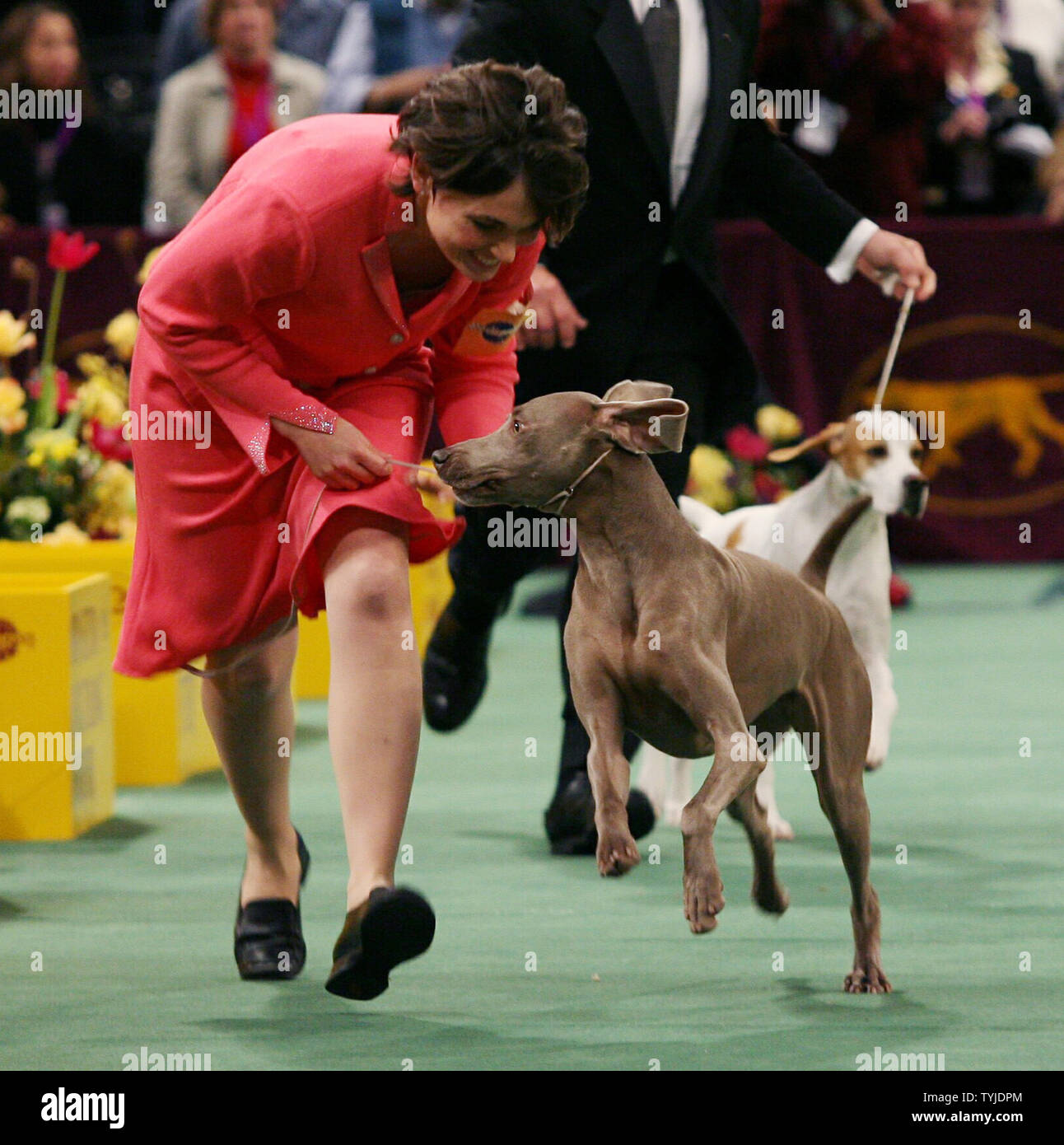 Alessandra Folz and Weimaraner Marge react after winning first place of ...
