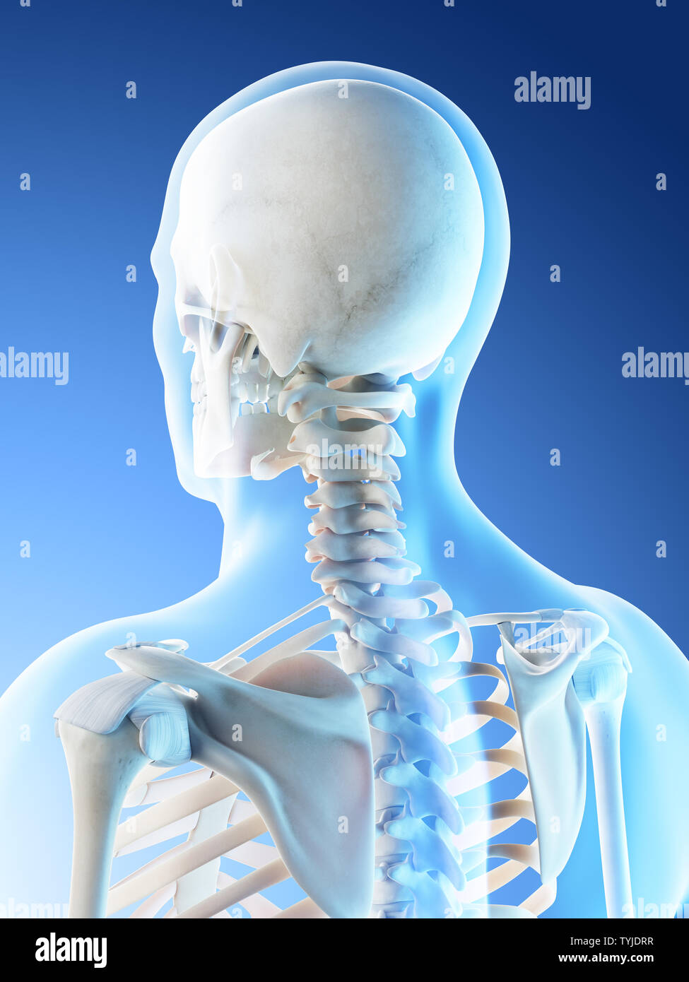 3d rendered illustration of a mans skeletal anatomy of the head and ...