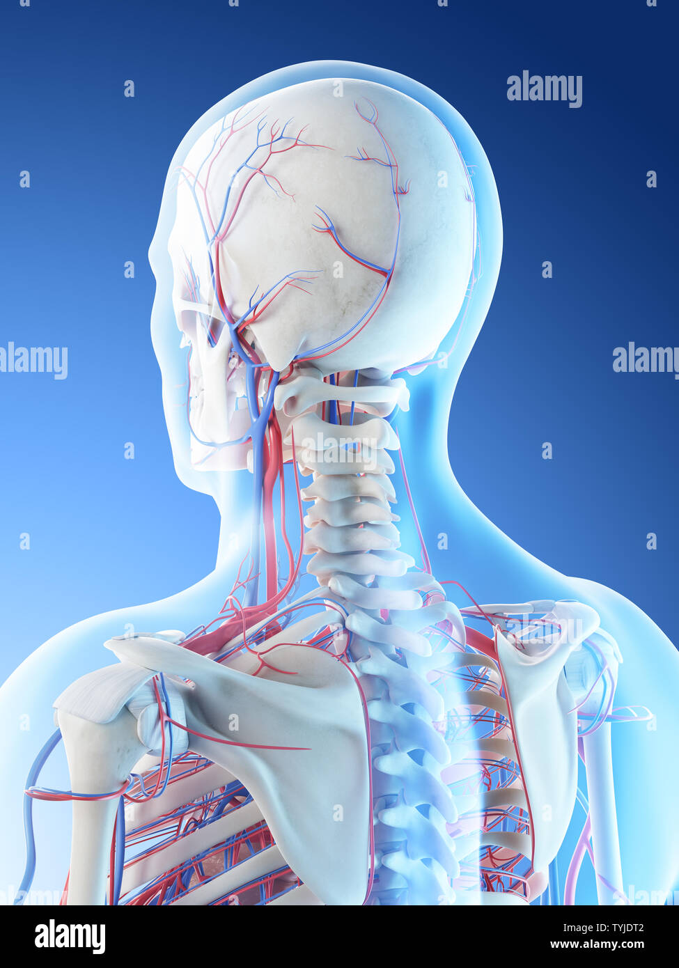 3d rendered illustration of a mans vascular anatomy of the head and ...