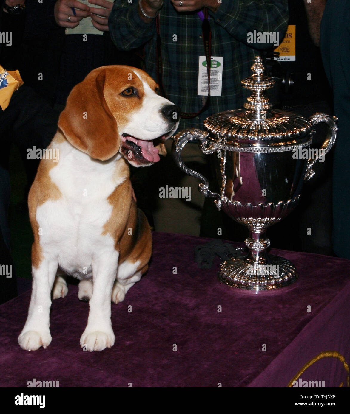 Uno, the Beagle from the Hound group, sits next to the first place ...