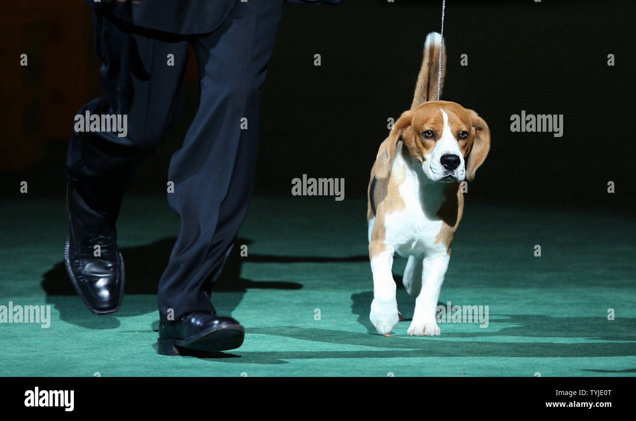 Uno, the Beagle from the Hound group, is introduced before winning Best ...