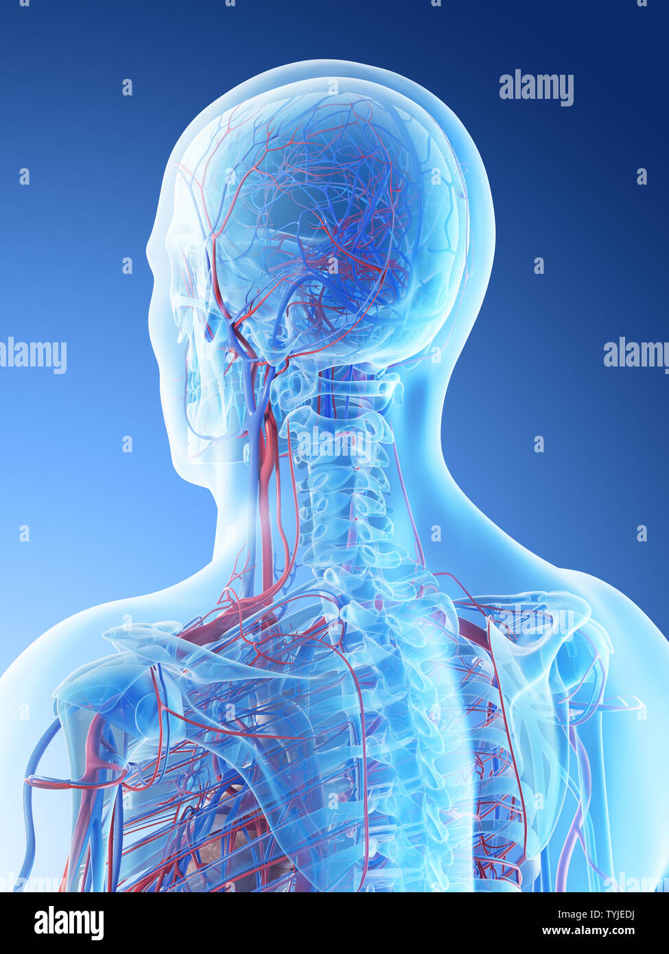 Vascular anatomy hi-res stock photography and images - Alamy