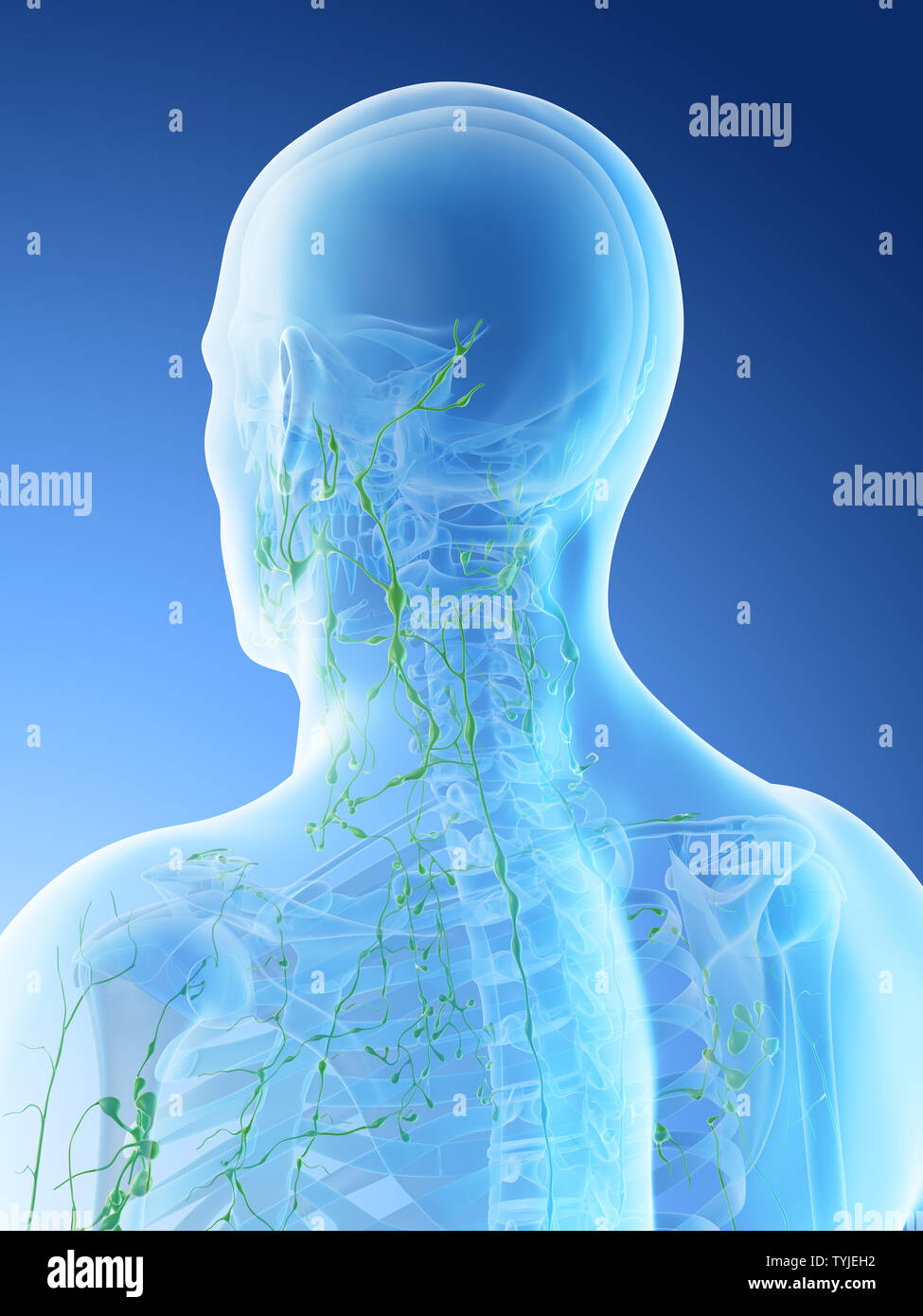 Cervical lymph nodes hi-res stock photography and images - Alamy
