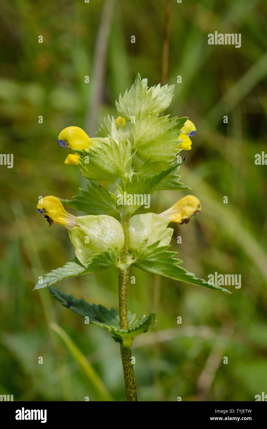 Yellow Rattle (Rhinanthus Minor Stock Photo - Alamy