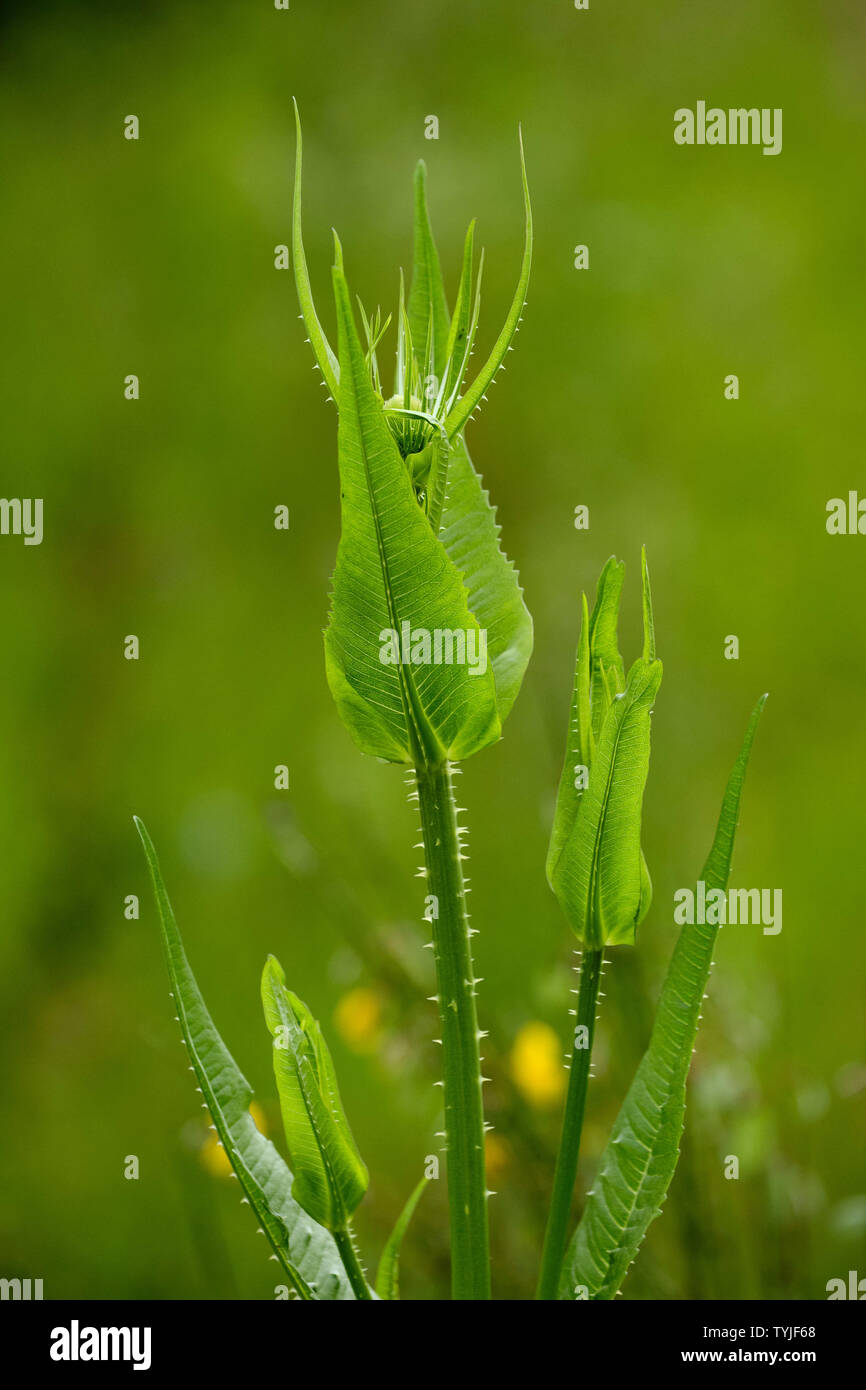 Wild Teasel (Dipsacus Fullonum) In Bud Stock Photo - Alamy